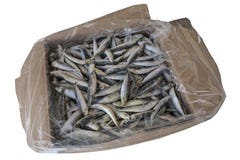 Hake Fish Head Stock Photos, Images, & Pictures - 95 Images