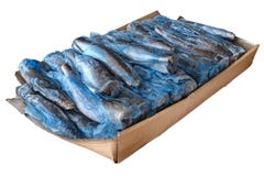 Hake Fish Head Stock Photos, Images, & Pictures - 95 Images