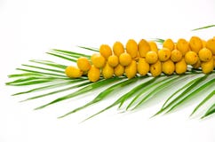 imagens de stock Fruta Da Tâmara - Baixe 598 Royalty Free