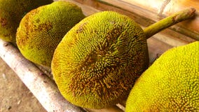 Fruta de Tarap imagen de archivo. Imagen de cubo, sano - 44870311