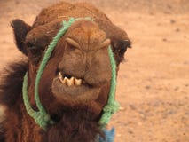 Funny Camel Face Stock Photos, Images, & Pictures - 660 Images