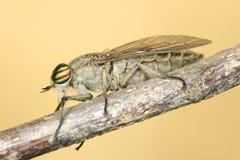 Gadfly stock photo. Image of gadbee, insects, horsefly - 25196438