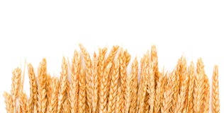 Garben-goldene Weizenähren stockbild. Bild von weiß, weizen - 42221759