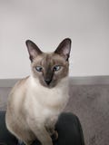 Gato Siamese, Blue-Point imagem de stock. Imagem de brilhante - 4074099