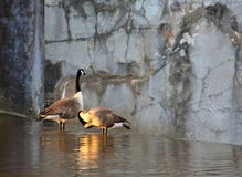 Morning Geese stock image. Image of water, mates, geese - 10679913