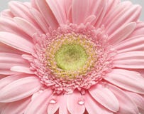 Gerber Daisy stock image. Image of gerbera, daisy, pattern - 9237525