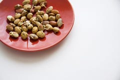 Germinating beans stock image. Image of leaf, growing - 9062421