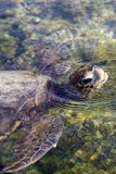 Turtle Surfaces to Breathe stock photo. Image of horizontal - 31717084