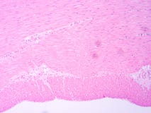 Gewebelehre Des Menschlichen Gewebes Stockbild - Bild von biologie ...