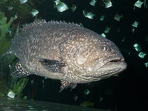 Giant Grouper stock photo. Image of grouper, tropical, rest - 202436