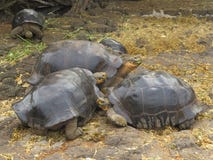 Alligator Snapping Turtle Royalty Free Stock Photos - Image: 14307338