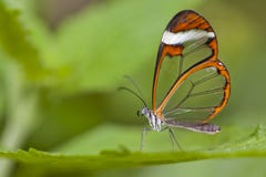 Butterfly Wing Close Up. stock photo. Image of preserve - 15177182
