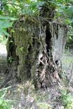 New Growth Old Tree Stump Stock Images - Download 341 Royalty Free Photos