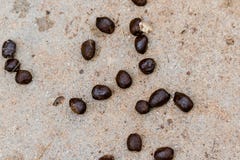 Goat droppings stock image. Image of goats, poop, heap - 65945639