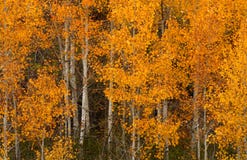 Colorful Aspen Trees In Vail, Colorado Stock Photo - Image of national ...
