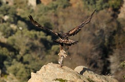 Real Eagle claws stock image. Image of perched, eagle, possession - 80817