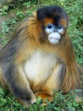 Golden Hair Monkey Stock Photos - Image: 3308853