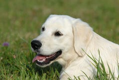 Angry Labrador Royalty Free Stock Photo - Image: 787135