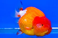 Japanese Ranchu Yellow Goldfish Stock Photo - Image of fish, crossbreed ...