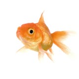 Goldfish Front View Isolated On White Stock Photo - Image of copyspace ...