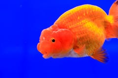 Japanese Ranchu Yellow Goldfish Stock Photo - Image of fish, crossbreed ...