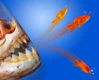 Scary Goldfish stock vector. Illustration of nature, illustration ...