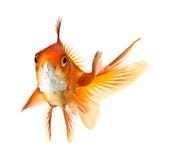 Goldfish Front View Isolated On White Stock Photo - Image: 16017764