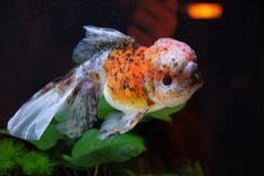 Japanese Ranchu Yellow Goldfish Stock Photo - Image of fish, crossbreed ...