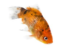 Spotted Goldfish In Aquarium. Stock Image - Image of tale, float: 14331499