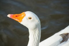 A sad goose stock vector. Image of human, beak, ornithological - 26130645