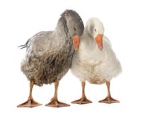 What Do I Do Now Thinking Person Thinker Question Royalty Free Stock ...