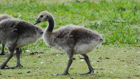 Canada goose gosling stock image. Image of closeup, family - 40817465