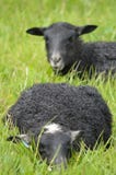 Gotland Sheep stock image. Image of animal, lamb, herd - 30572801