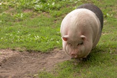 Gros Porc Image stock - Image: 19155361