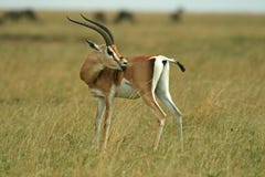 Grant's Gazelle Mating Stock Images - Image: 2612554