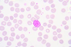 Basophile photo stock. Image du blanc, science, cellules - 58882264