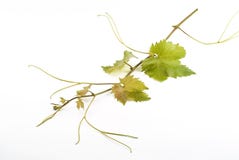 Single grapevine stock image. Image of grape, wine, plants - 5992043