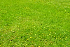 Grass Perspective Stock Photos - Royalty Free Stock Images