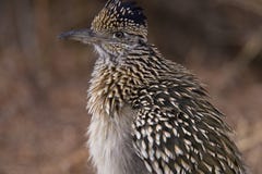 Greater Roadrunner Bird Running, Arizona, USA Stock Photo - Image: 68646240