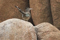 Greater Roadrunner Bird Running, Arizona, USA Stock Photo - Image: 68646240