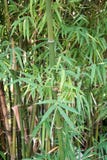 Green bamboo tree stock photo. Image of kyoto, nature, outdoor - 60700