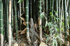 Green bamboo tree stock photo. Image of kyoto, nature, outdoor - 60700