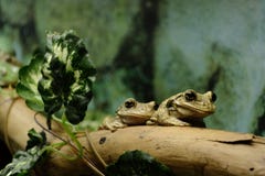 Two tree frogs stock photo. Image of coloured, frogs - 95154340