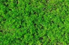 Shoots Of Dill In Early Spring Stock Image - Image of nature, fresh ...