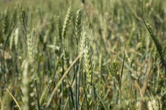 Green durum wheat field stock photo. Image of climate - 5379360