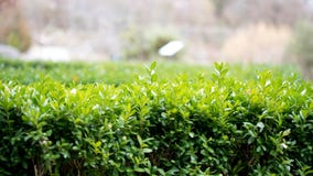 Close Up Of A Variegated Box Hedge Shrub. Royalty Free Stock Image ...