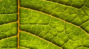 Autumn leaves stock image. Image of seasons, natural, outdoor - 248501