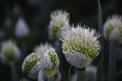 Fuzzy Green Border stock image. Image of outline, borders - 4538941
