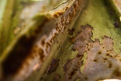 Rust On The Lime Leaves, Citrus Canker Stock Image - Image of nature ...