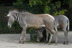 Two Grevy's Zebras stock photo. Image of creature, beast - 613122